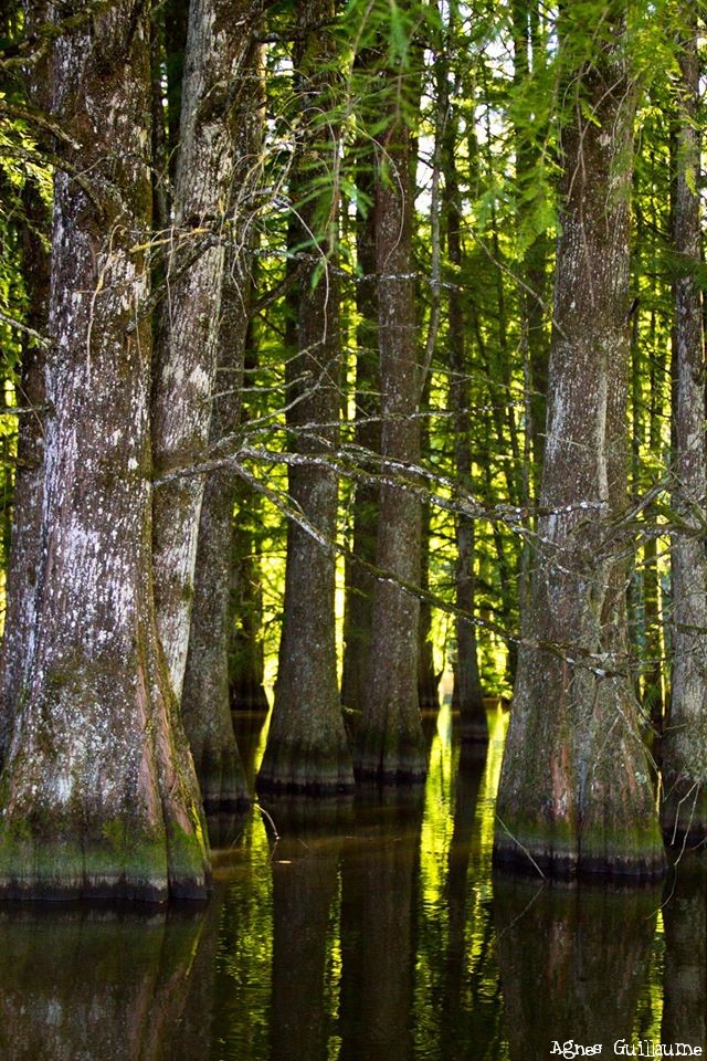 cyprès chauve Saint-Baudille de la Tour | Les têtards arboricoles
