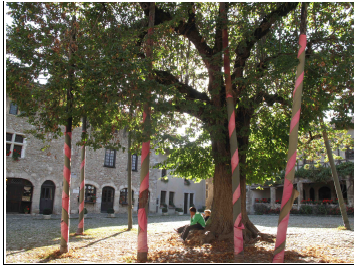 Le tilleul de la Liberté, Perouges, Ain | Les têtards arboricoles